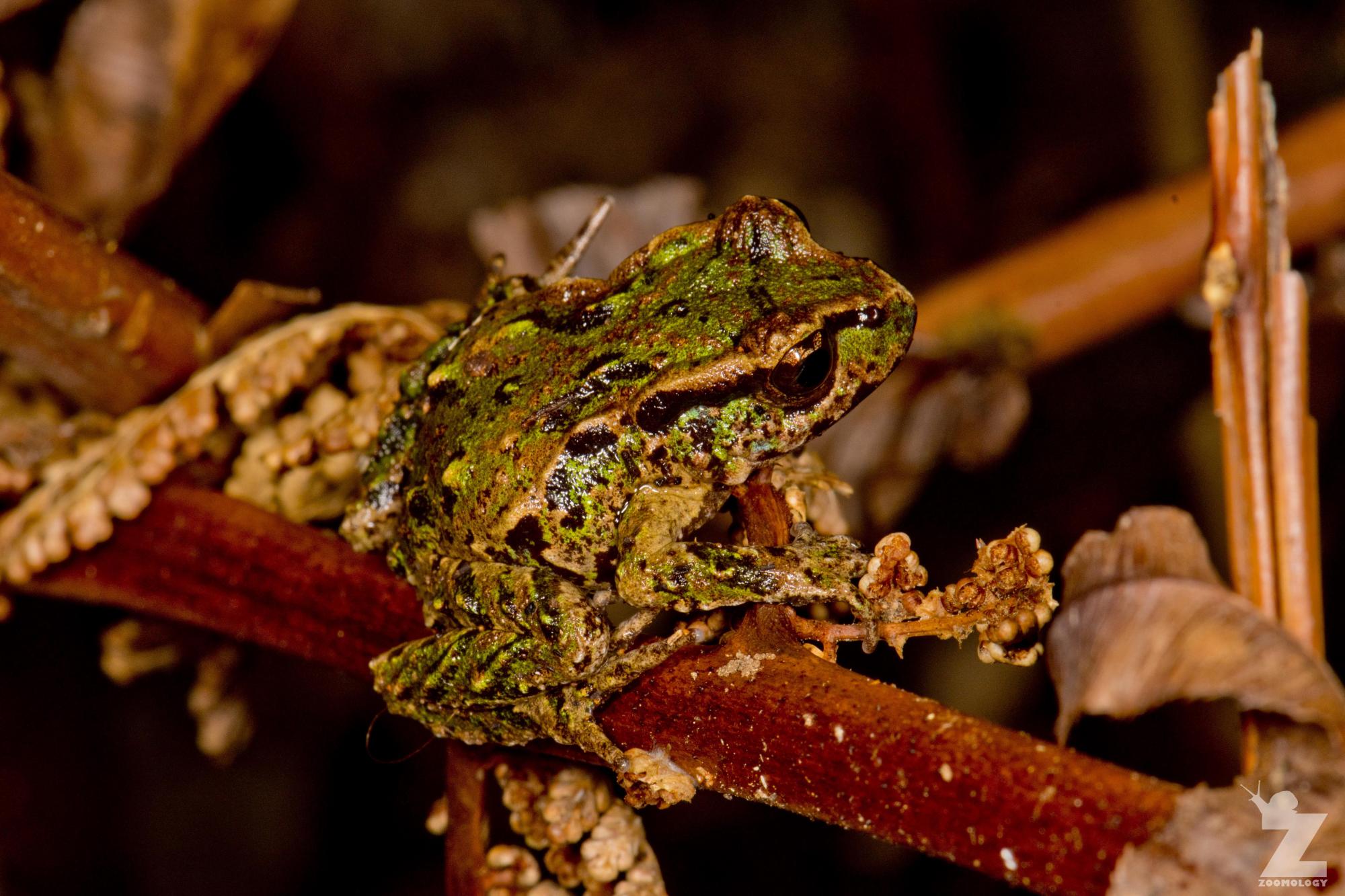 Leiopelma archeyi | NZHS